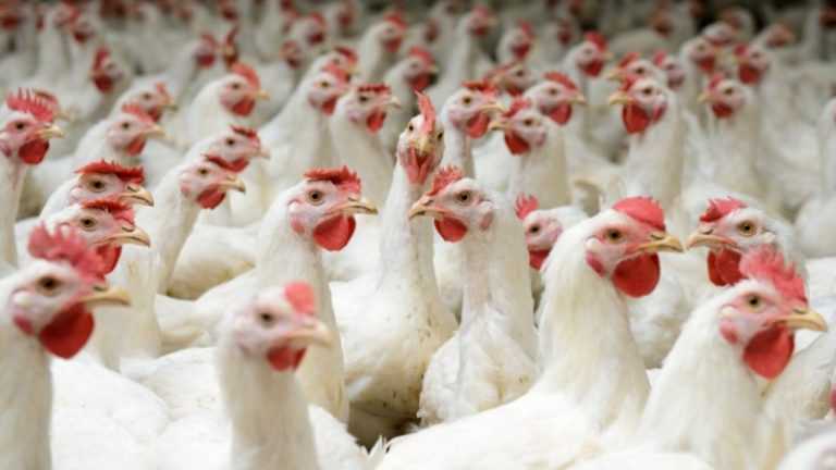 Chicken Carbon Footprint & Environmental Impact - Consumer Ecology